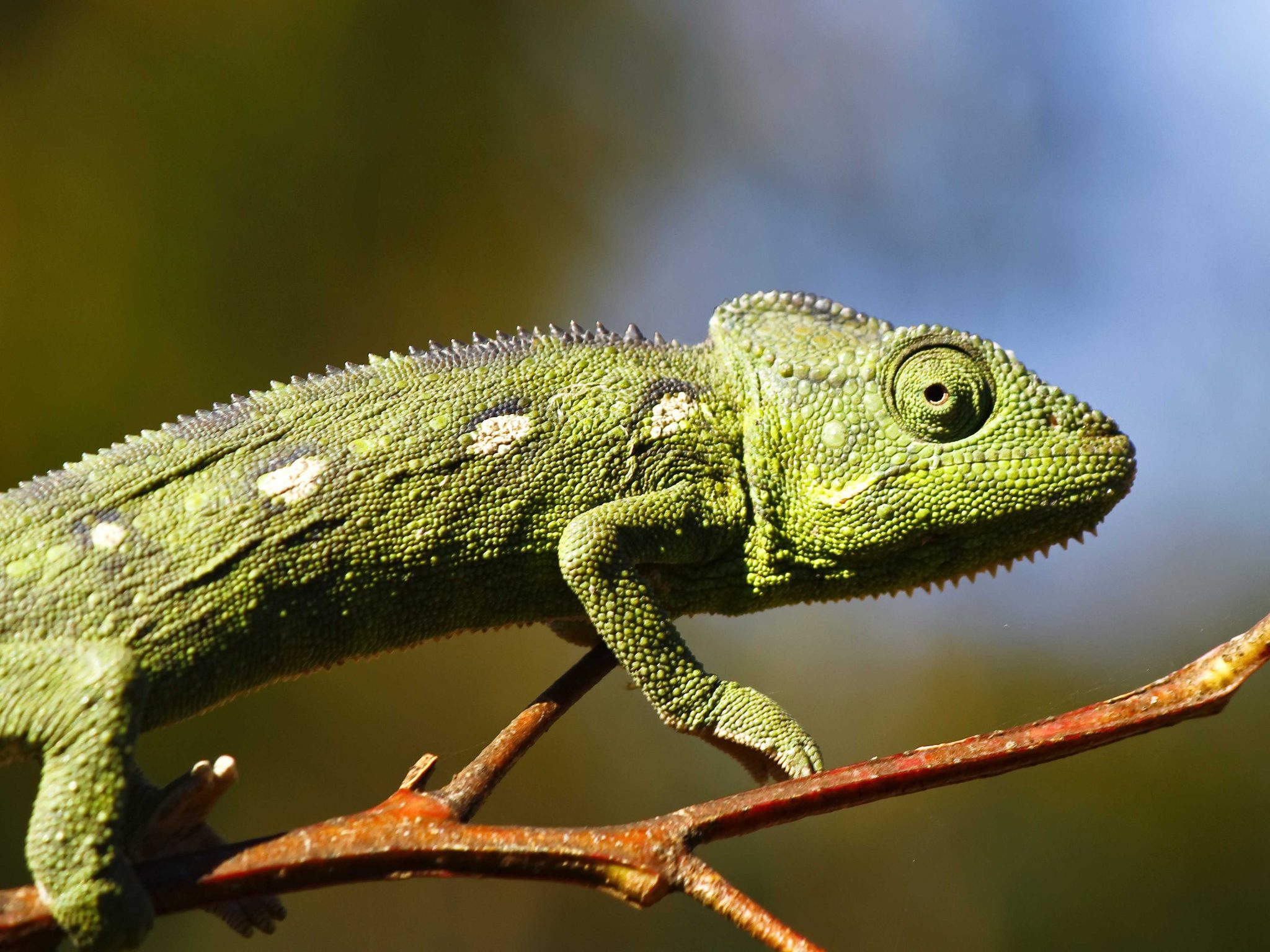 why-hacker-gang-lizard-squad-took-down-xbox-live-and-playstation ... why-hacker-gang-lizard-squad-took-down-xbox-live-and-playstation ...